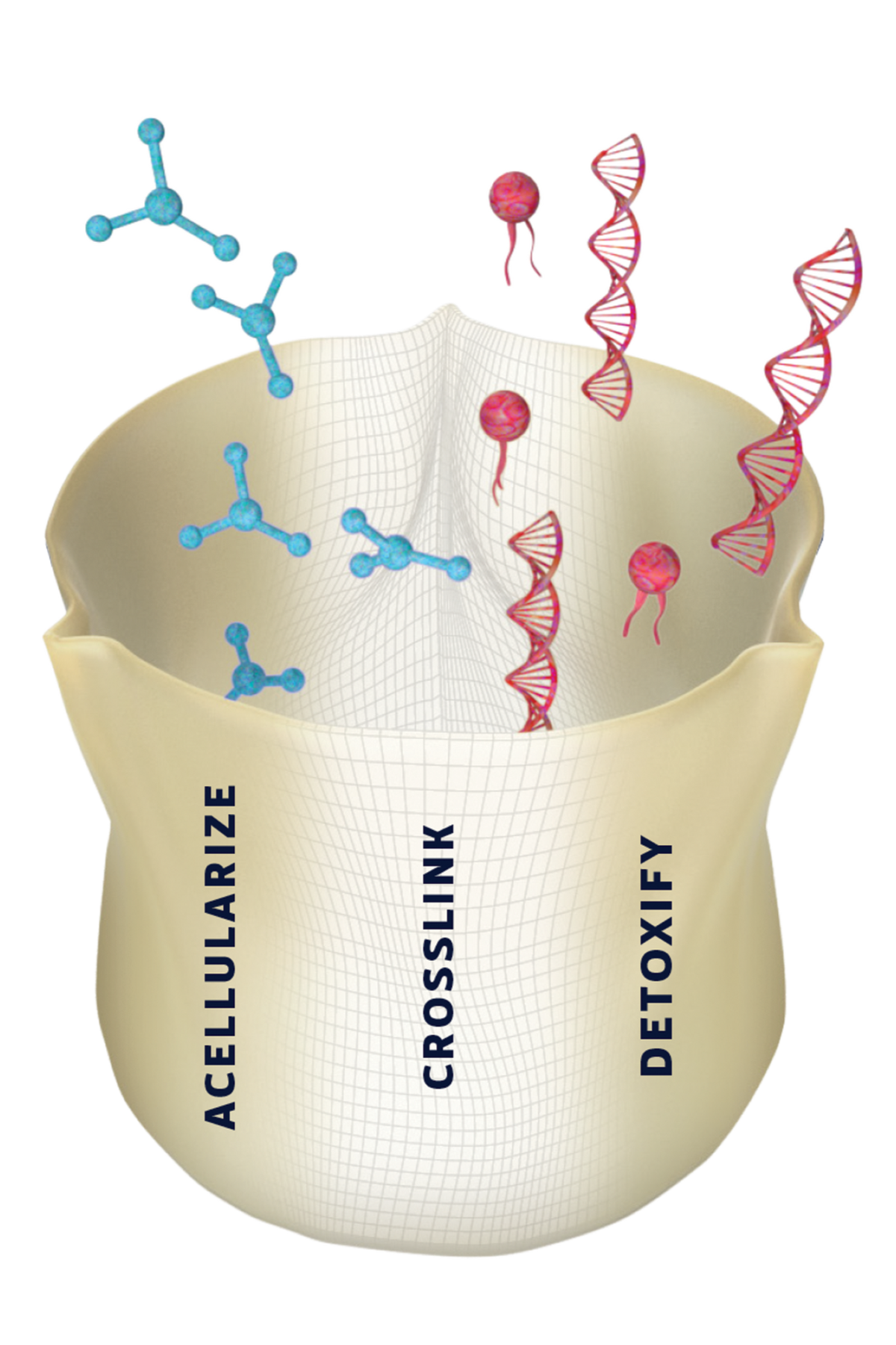 Innovative Heart Valve Technologies | Anteris Technologies